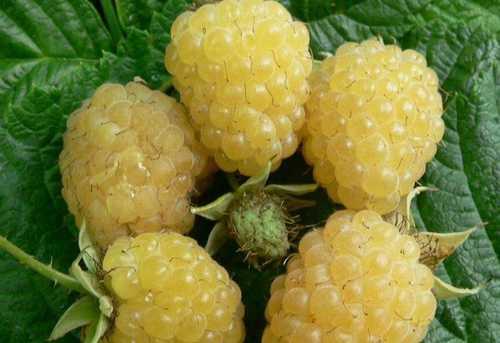 Малина Желтый гигант, крупноплодный сорт, саженцы