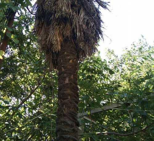 Ствол пальмы веерной