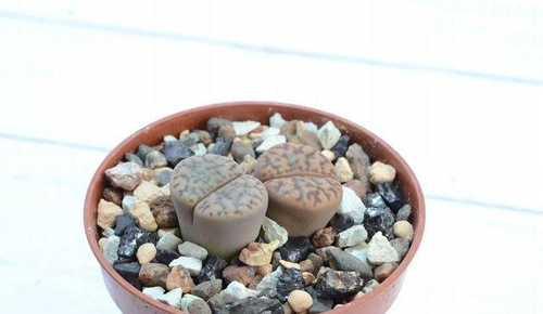 Lithops sp. (Литопс) (SCT28929)