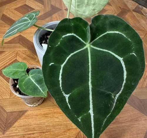 Антуриум Forgetii dark x Magnificum Verde