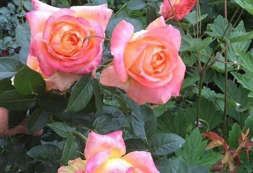 Саженцы красивых роз "янки дудль" оптом