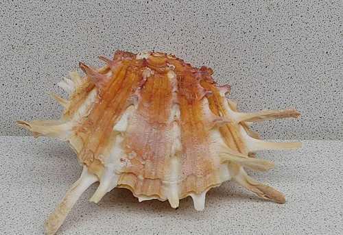 Спондилус 8,2 морская ракушка раковина