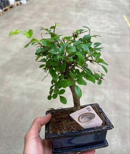 Бонсай Вяз mini дерево