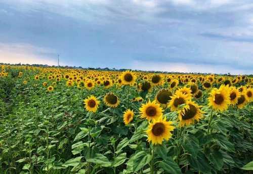 Лимагрейн семена подсолнуха