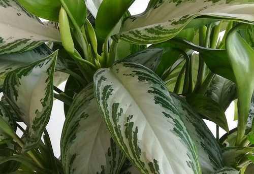Aglaonema Silver Bay/ Аглаонема сильвер бей