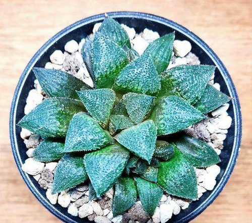 Хавортия (Haworthia) bayeri x esterhuizenii