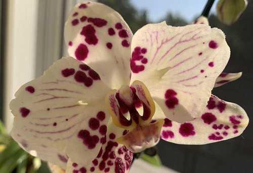Орхидея фаленопсис бабочка "Sponge bob "арома