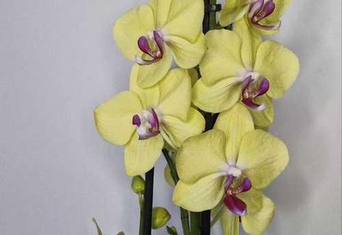 Желтая орхидея Мадена 3 цветоноса