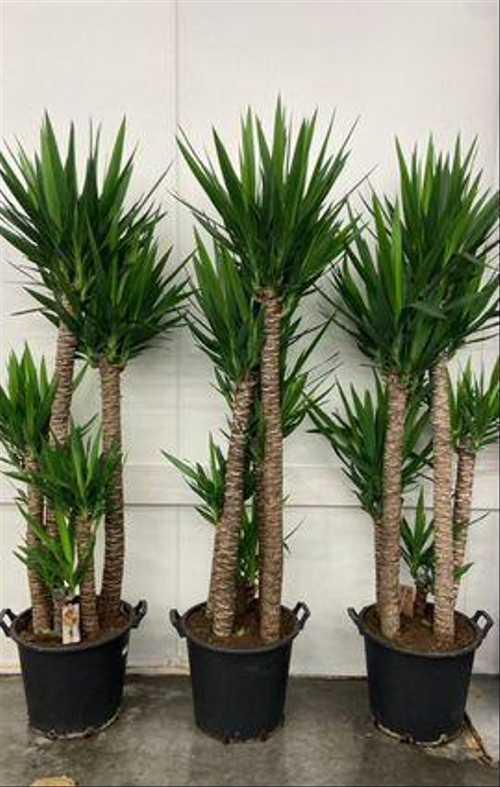 Большая Пальма Юкка неприхотливая Н 220 см