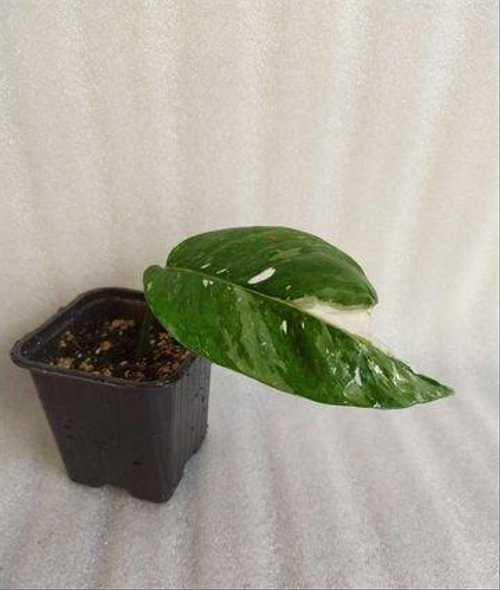 Эпипремнум Pinnatum Albo Variegata