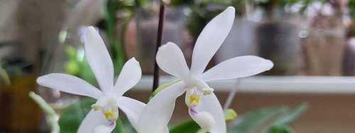 Phalaenopsis tetraspis Орхидея фаленопсис