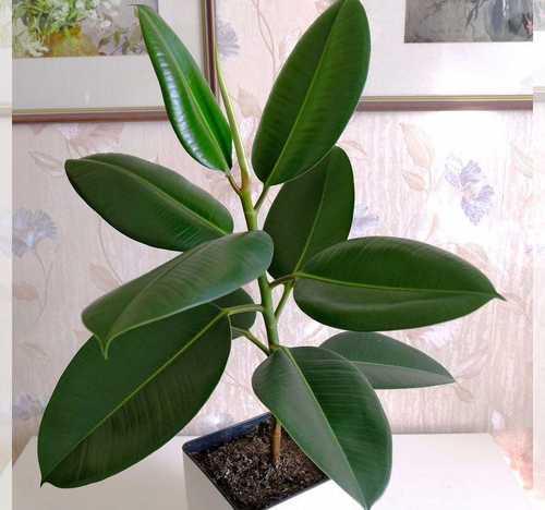 Фикус (Ficus elastica) в кашпо 17 / 70