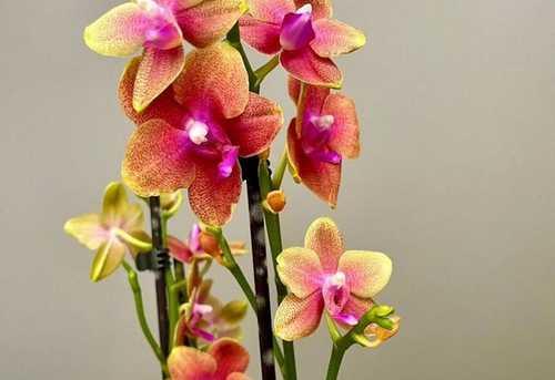 Орхидея бронзовый будда 4 цв