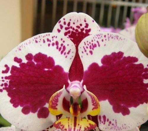 Орхидея Фаленопсис Younghome Sunshie