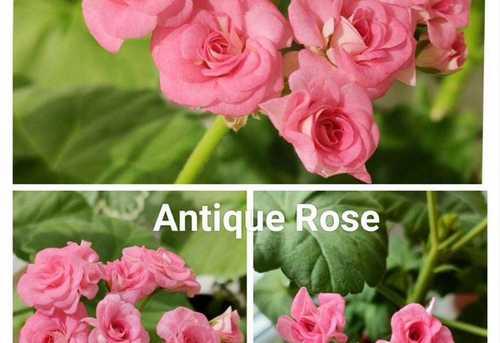 Пеларгония Antique Rose
