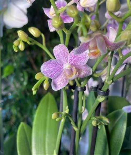 Орхидея фаленопсис Замбия