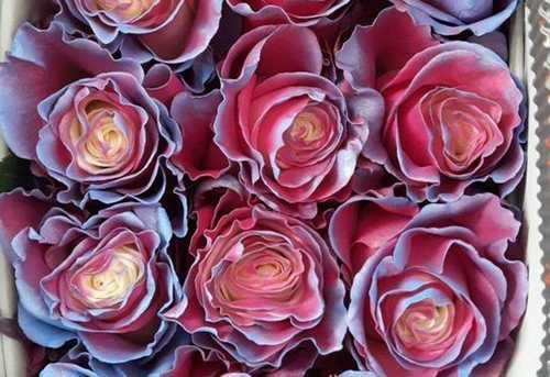 Букет цветных Роз Эквадор