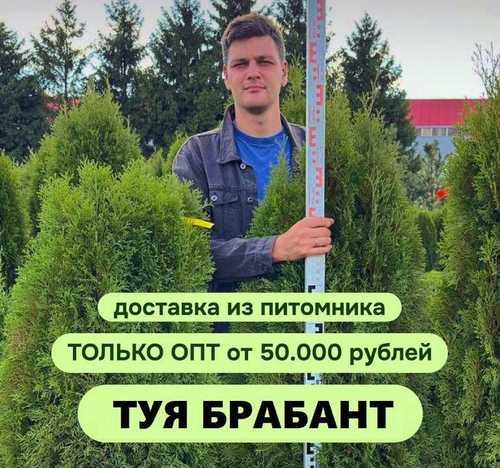 Туя Брабант Оптом