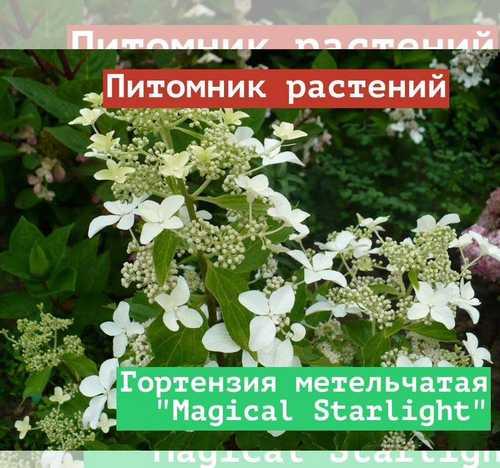 Саженцы Гортензия метельчатая Magical Starlight