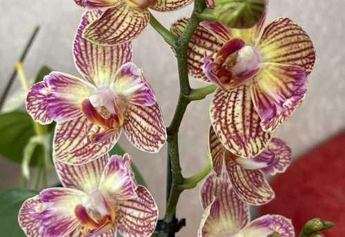 Орхидея фаленопсис Имола Бантик