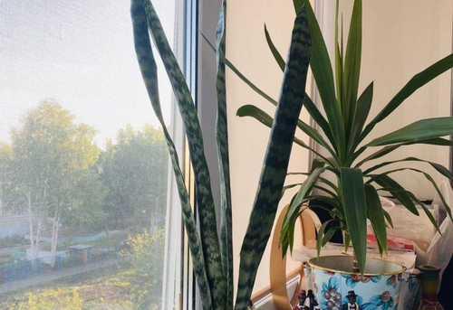 Сансевиерия высота 75см