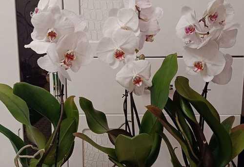 Нежные орхидеи фаленопсис Алабастер