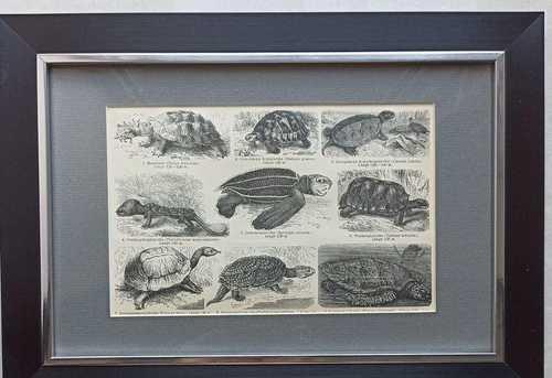 Антикварная литография Черепахи 1893 в раме