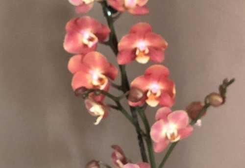 Шикарная Орхидея фаленопсис Horizont