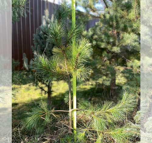 Сосна румелийская, балканская (Pinus peuce)