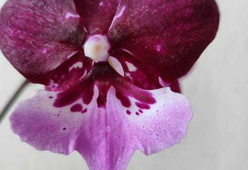 Орхидея фаленопсис Горячий поцелуй