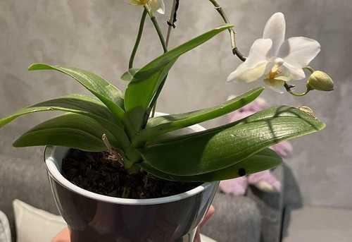 Мини орхидея фаленопсис белый