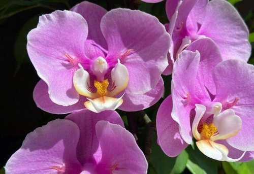 Орхидея Анна пелорик