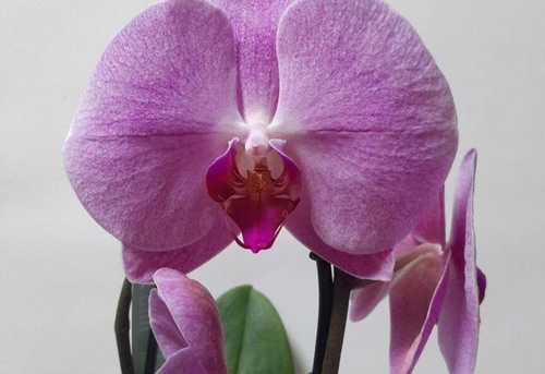Орхидея фаленопсис на каскаде