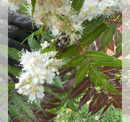 Рябинник рябинолистный, Sorbaria sorbifolia, семен