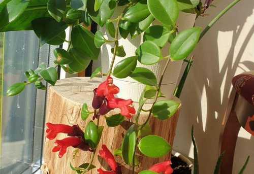Эхинантус комнатное растение