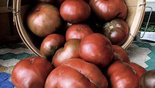 Рассада томатов (помидор )салатные, биф партнер