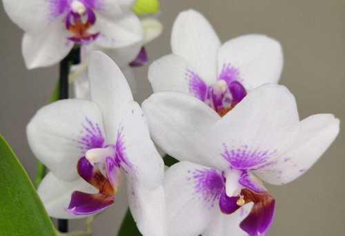 Орхидея фаленопсис Prima Piano