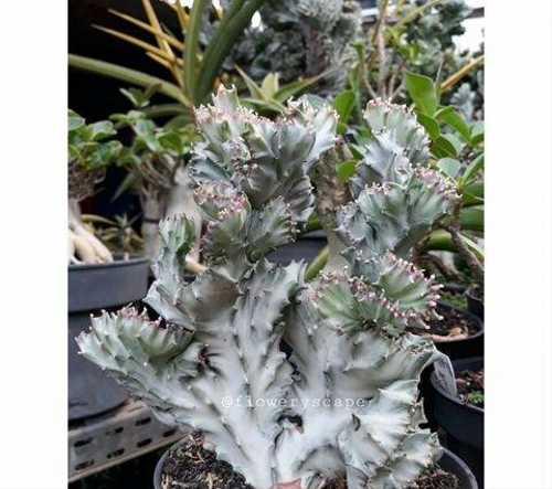 Euphorbia lactea f. variegata /Молочай вариегатный