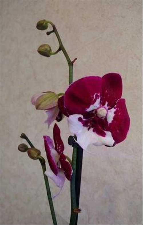 Орхидея фаленопсис Европа цветут