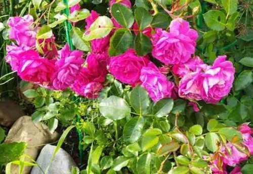 Роза плетистая и розовый пион
