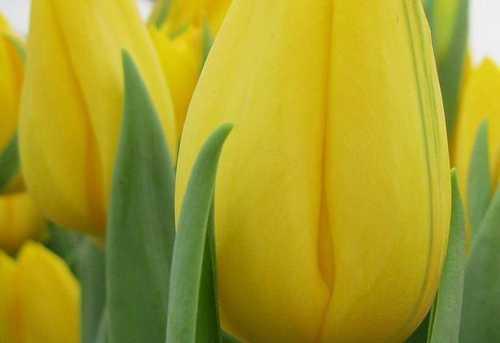 Тюльпаны к 8 марта цветы Армянск розница