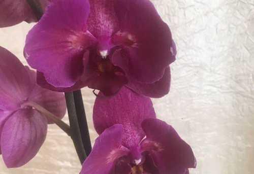 Орхидея фаленопсис Стелленбош бабочка