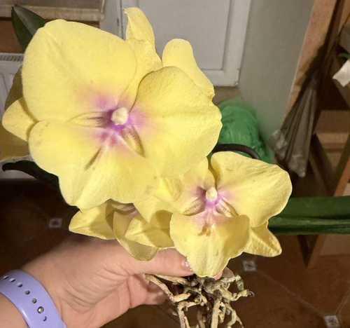 Орхидея биг лип mango