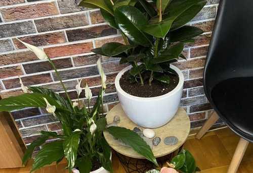 Наборы растений для дома и офиса в горшках