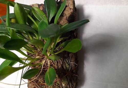 Орхидея мини porroglossum lycinum
