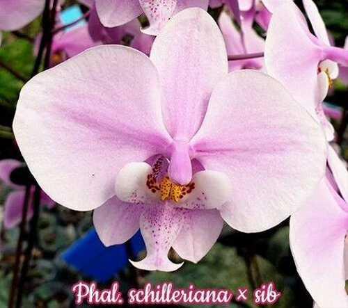 Орхидея Phal. schilleriana sib