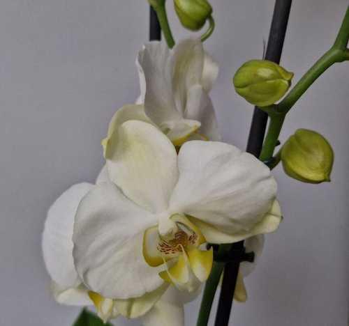 Бело-желтая орхидея 2 цветоноса