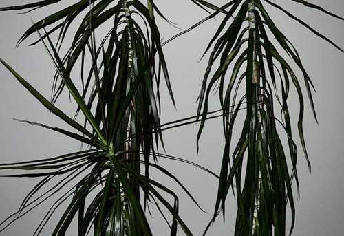 Пальма драцена маргината