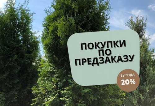 Туя сортовая Смарагд, Брабант,Колумна