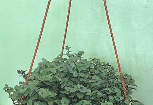 Коллизия - растение для дома и сада